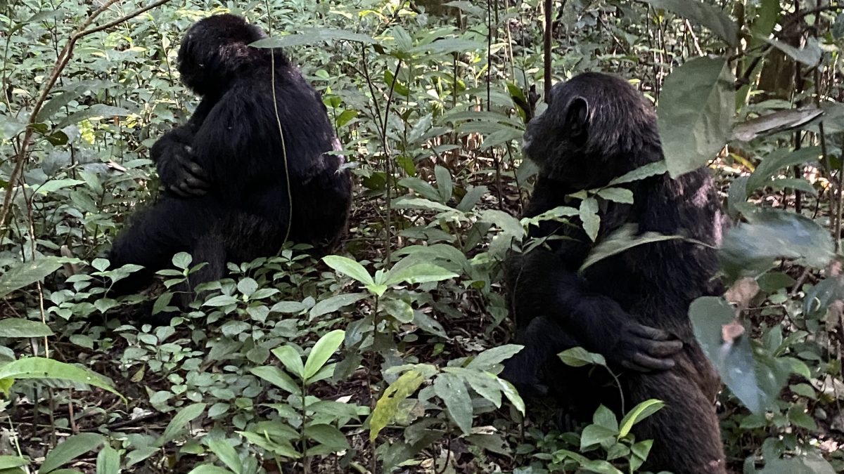 Chimpanzee trekking in Uganda