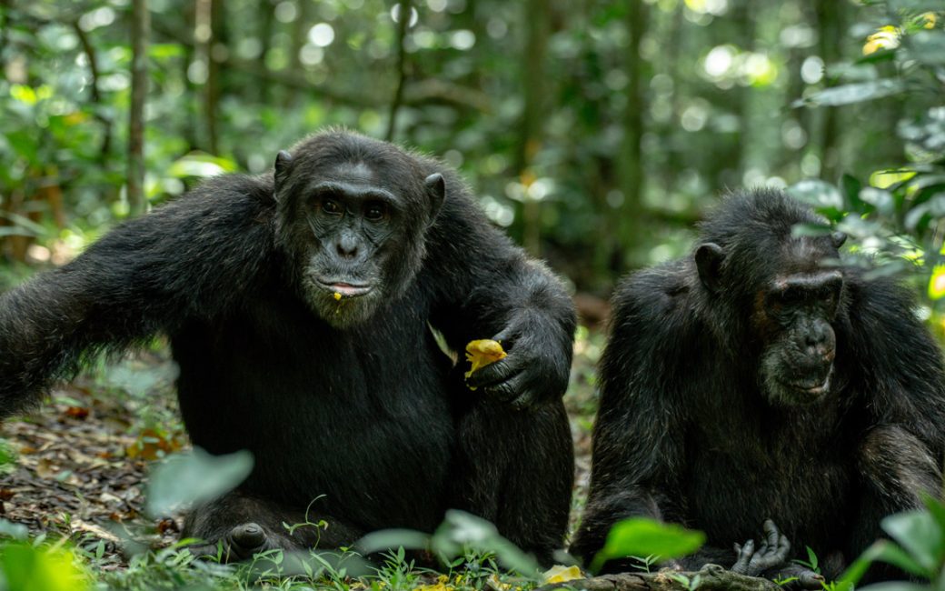 Chimpanzee trekking in Uganda